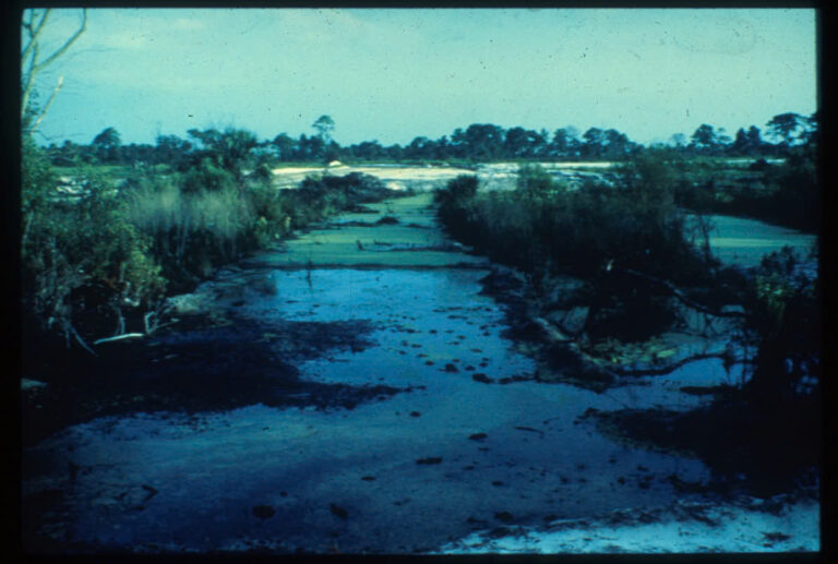 Unearthing Ancient Secrets: The Remarkable Tale of the Windover Bog ...