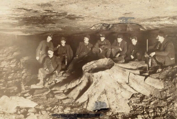 Incredible Revelation: Petrified Tree Stump Found in 1918 Coal Mine ...